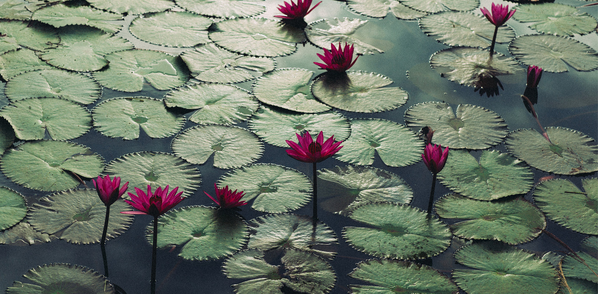 Lotus Collection Profile - Southeast Asian Style Tile - OUTERclé